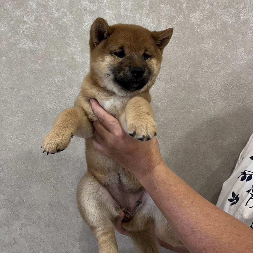 Сиба ину/шиба ину/shiba inu
