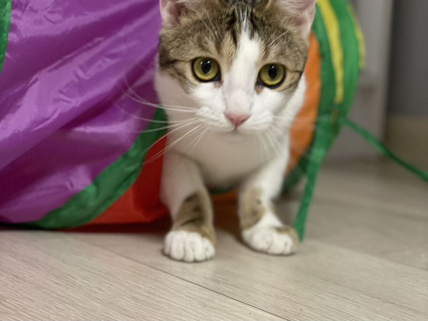 Нежная кошка Дусенька в самые добрые руки