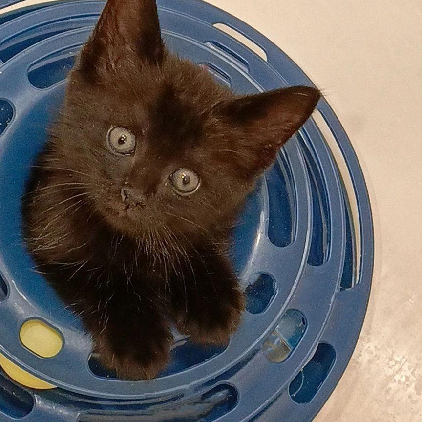 Котенок