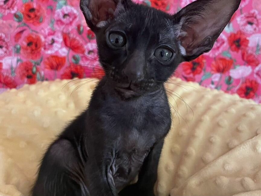 Ориентальный котенок мальчик