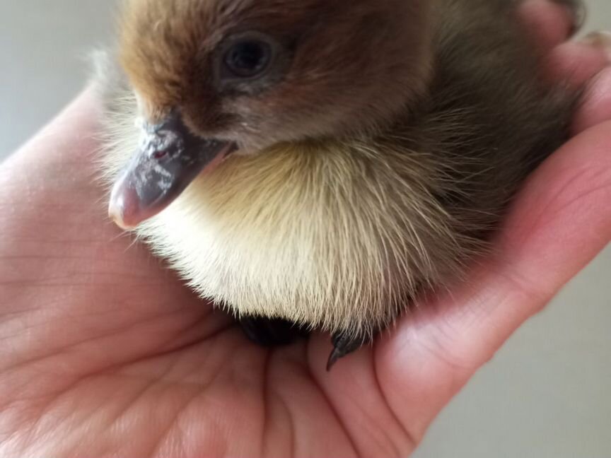 Индоутята, индюшата