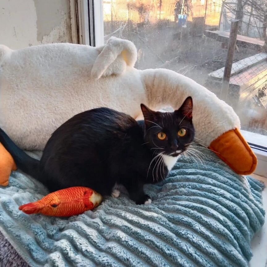 Котенок в добрые руки