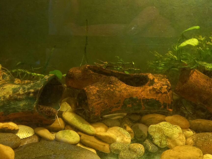 Сомы кукушки