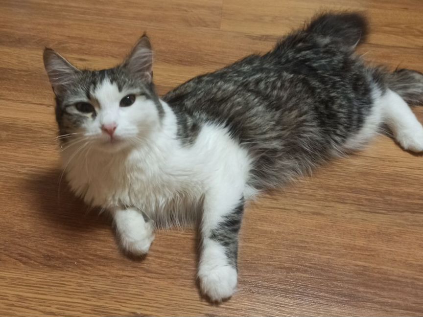 Кошка в дар