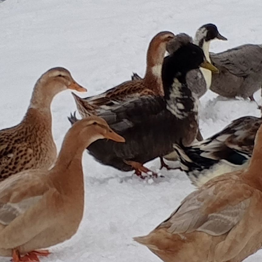 Руанская утка