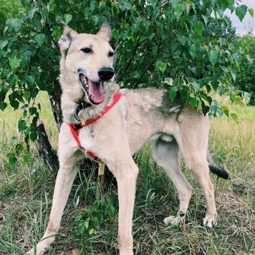 Необычный Чук