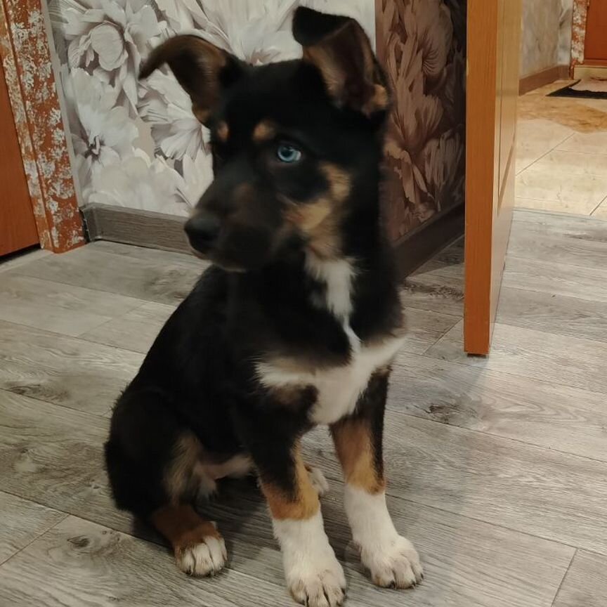 Бельгийская овчарка, щенок