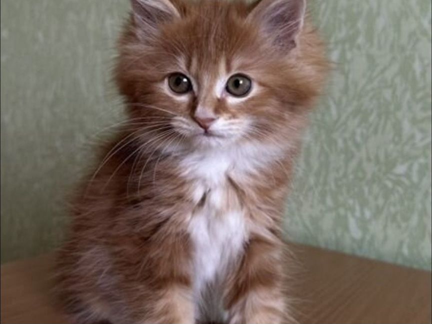 Котята курильский бобтейл