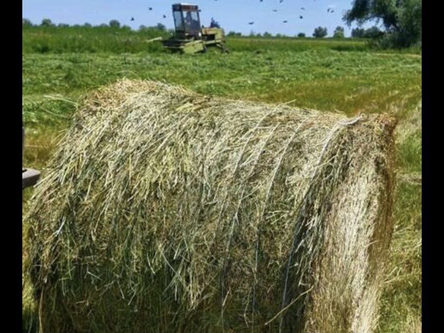 Сено в рулонах 2023