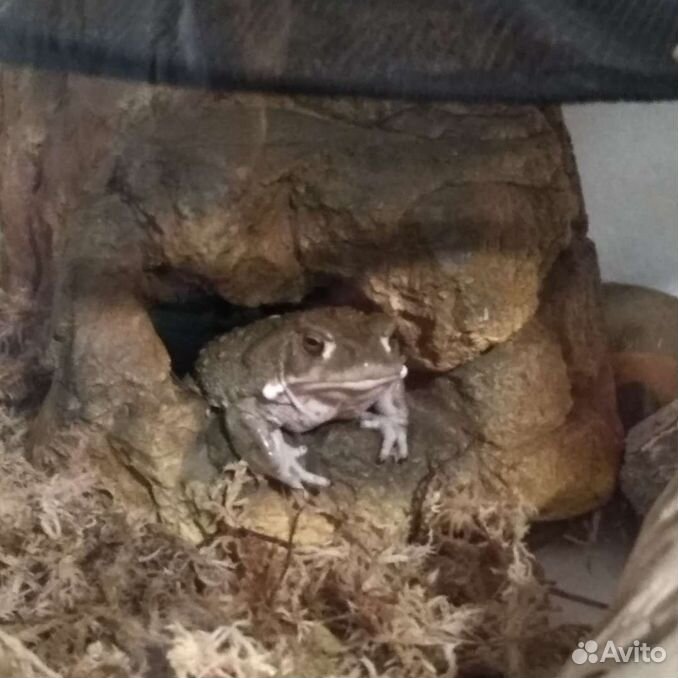 Колорадская жаба