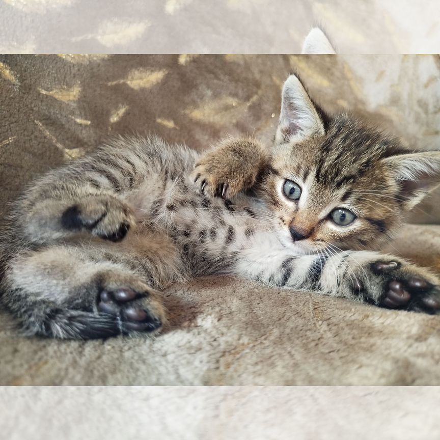 Котенок. Котик ищет заботливую семью
