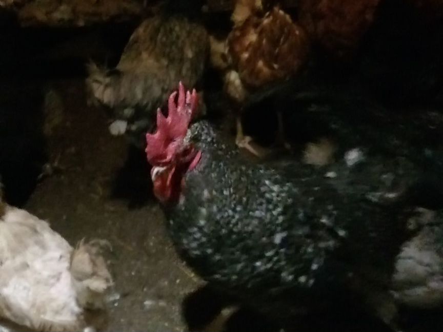 Молодые петушки