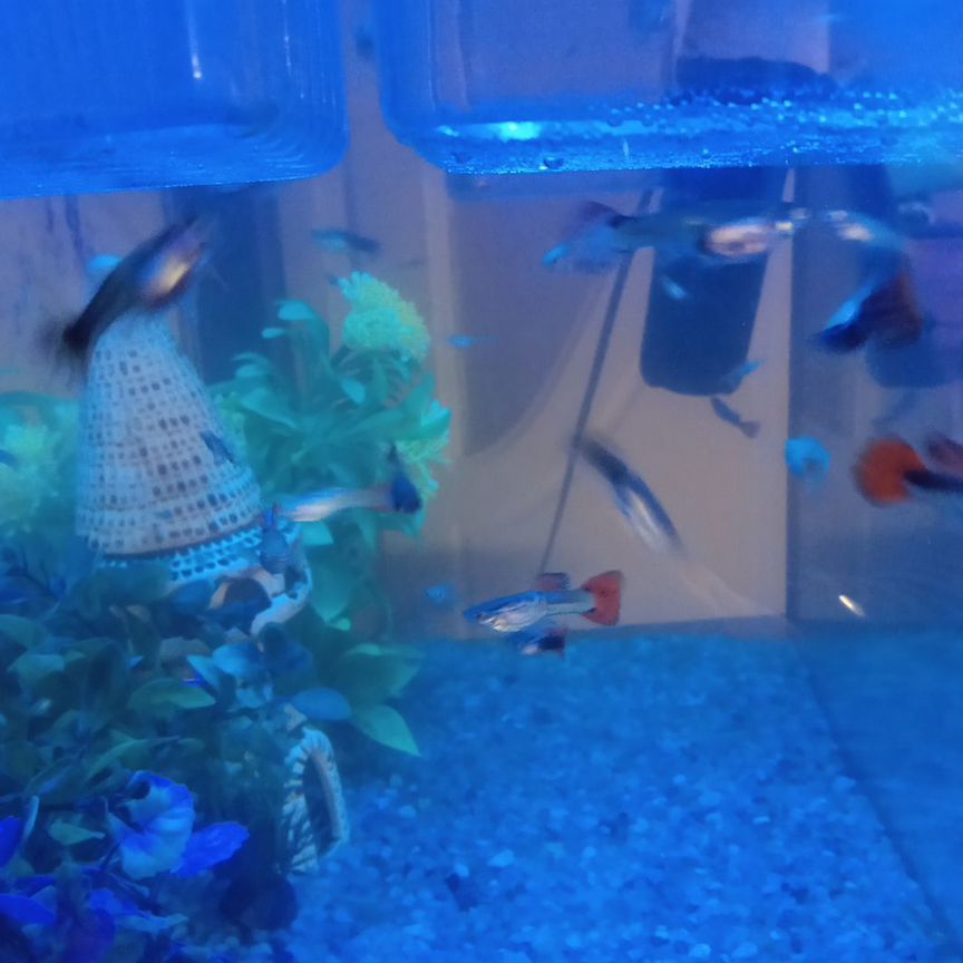 Рыбки гуппи