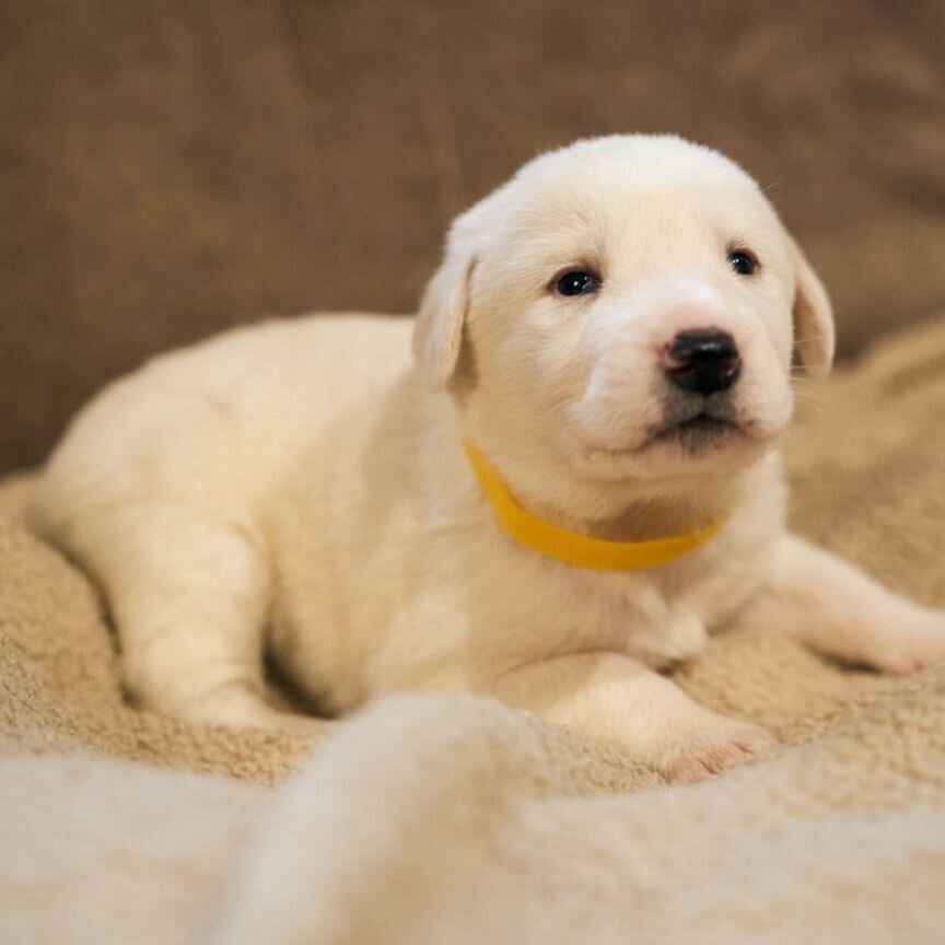 Щенок в добрые руки