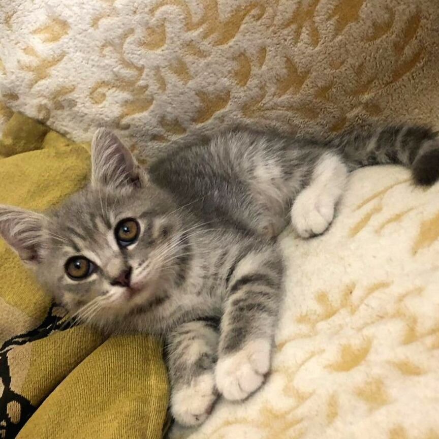 Кошка, британка
