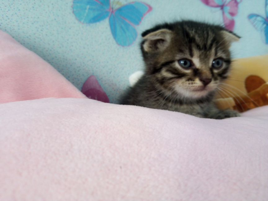 Шотландская вислоухая кошка
