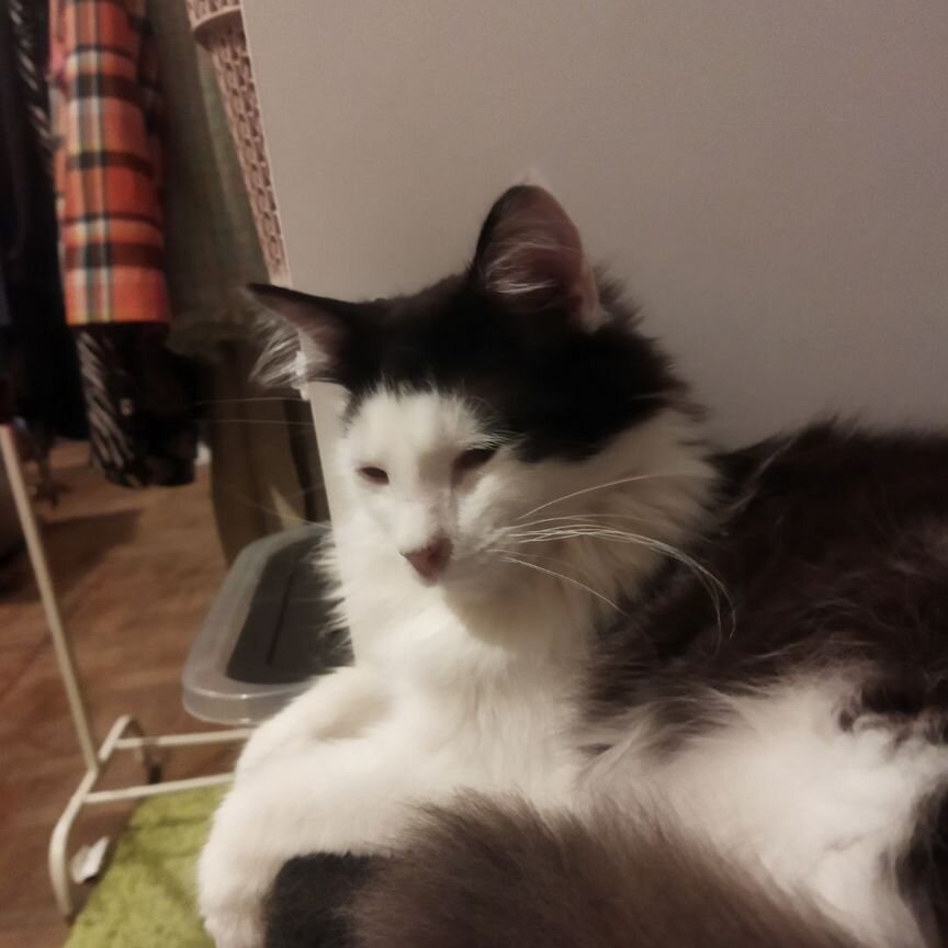 Кошечка Снежа