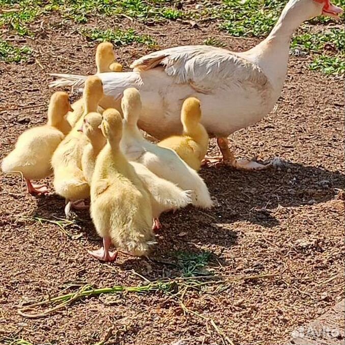 Утята индоутки