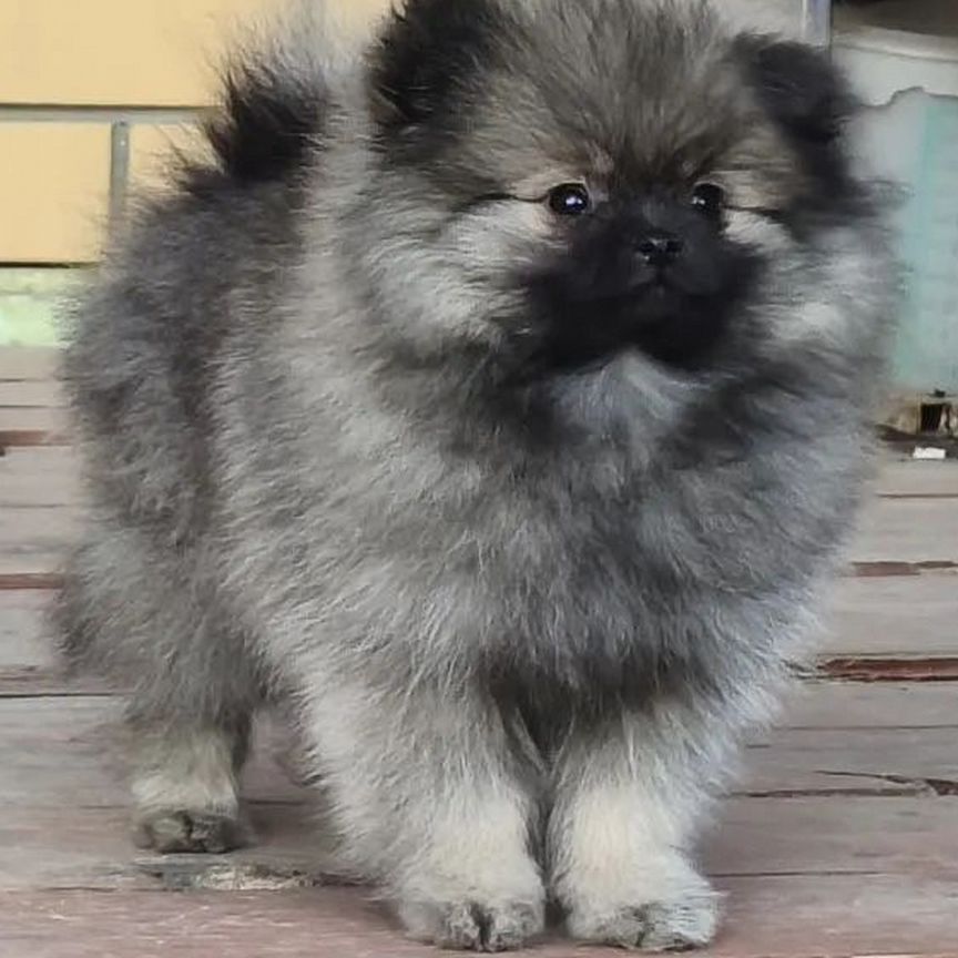 Немецкий шпиц, щенок