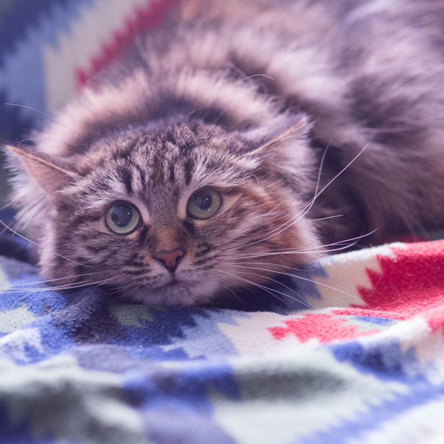 Пушистая Рысь ищет дом (влк )