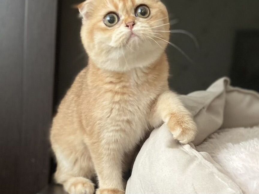 Шотландская кошечка Фортуна