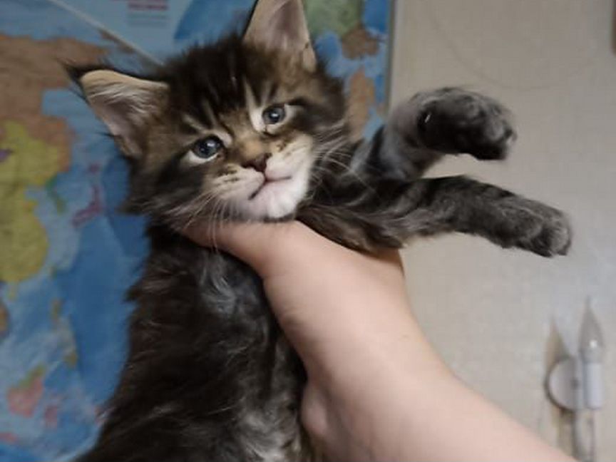 Котята мейн-кун