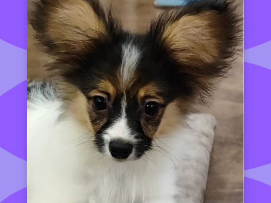 Щенки папийона