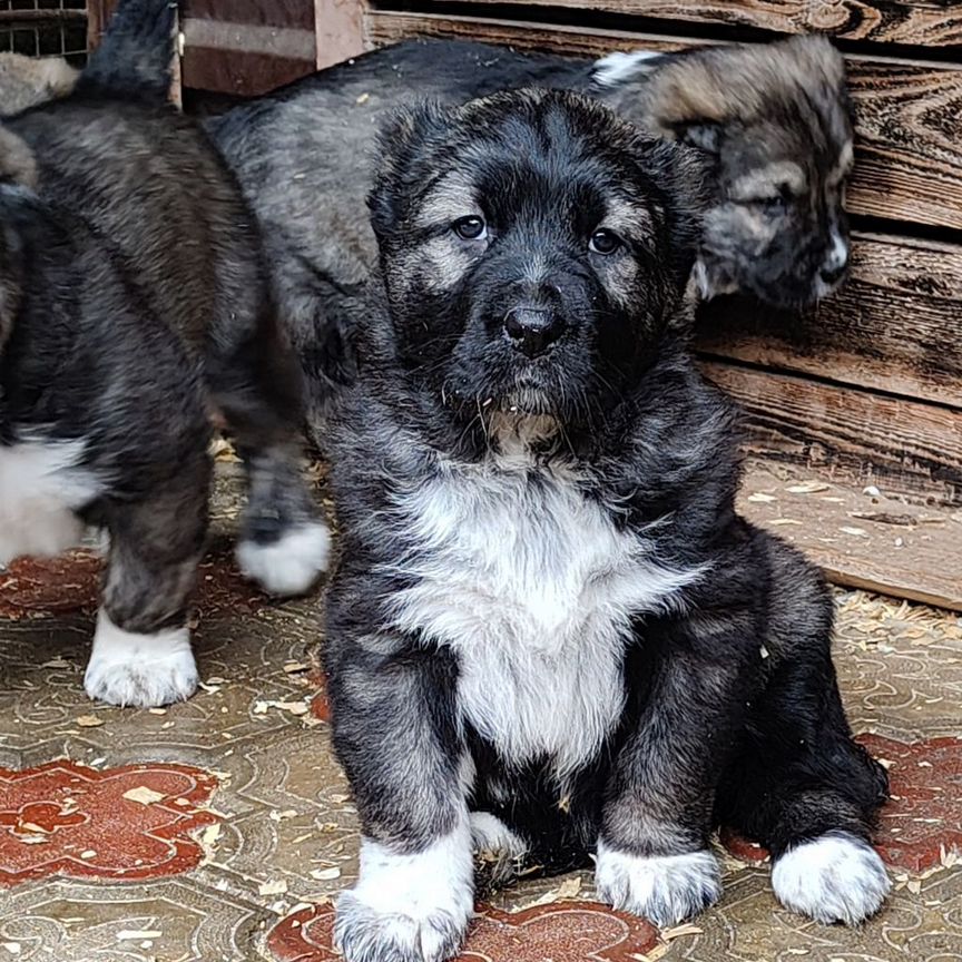 Среднеазиатская овчарка, щенок