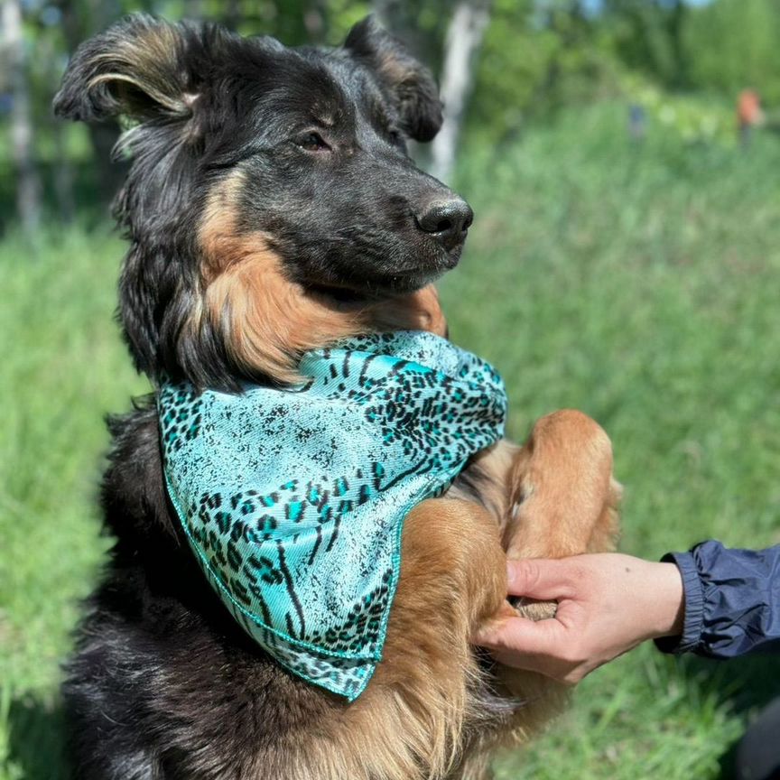 Муля. Молодая собака из приюта в семью