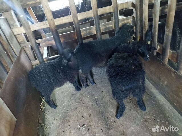 Овцы бараны курдючный и жирохвост