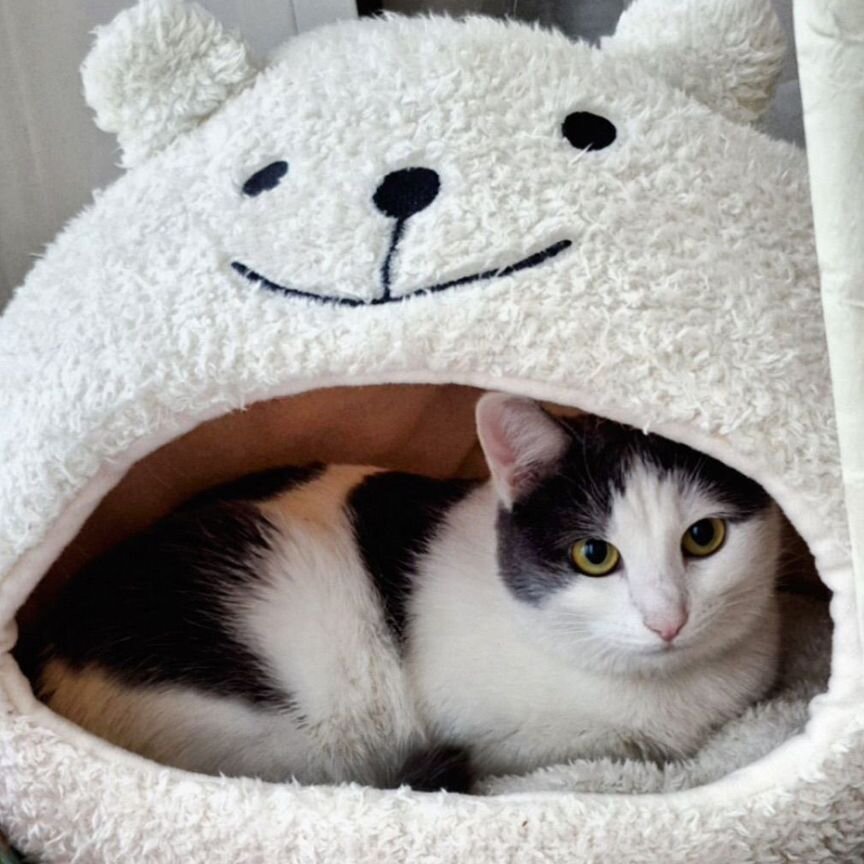 Взрослая, Девочка кошка в добрые руки