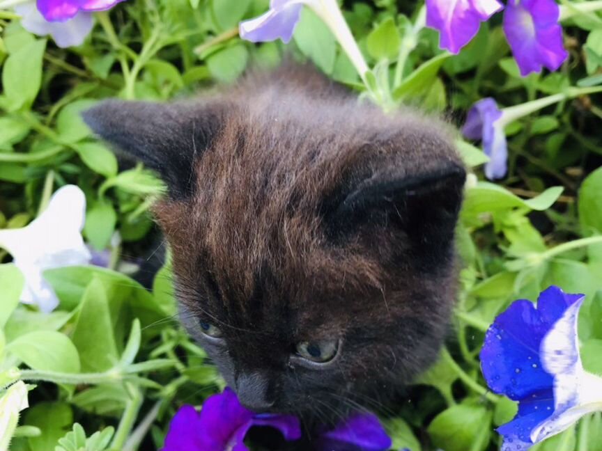 Котёной в добрые руки