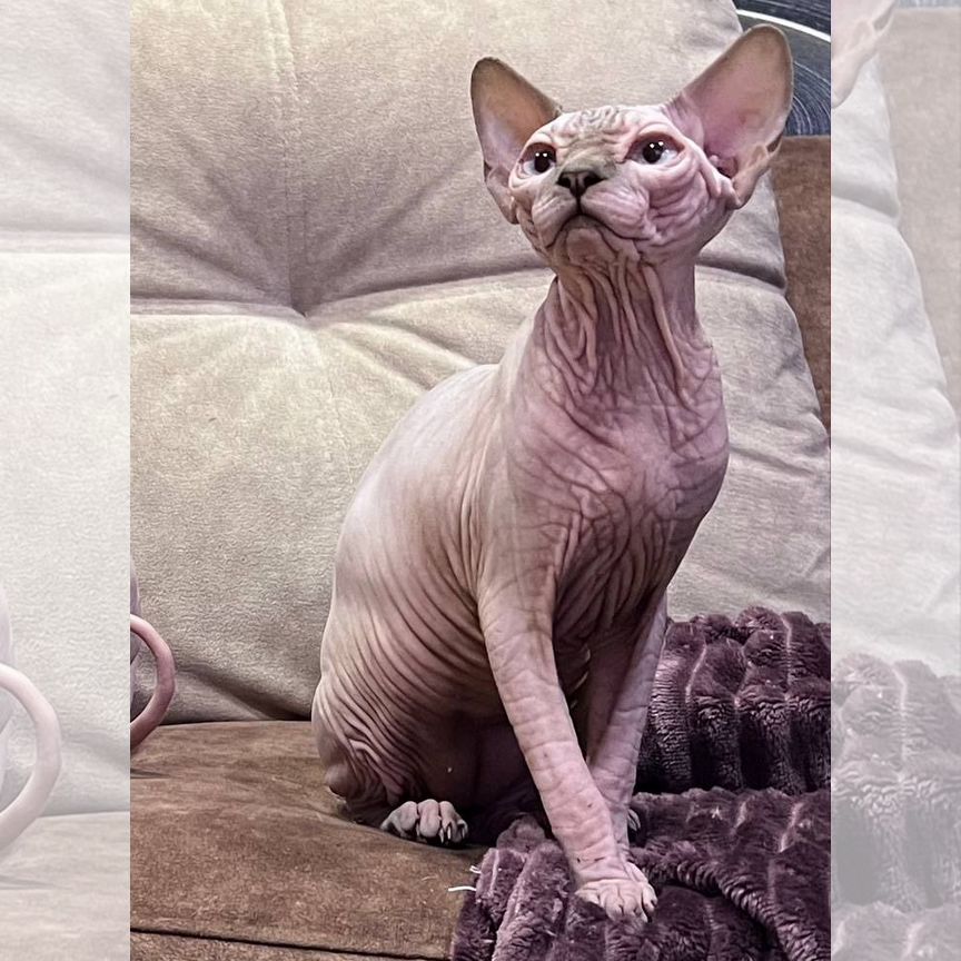 Канадский сфинкс, взрослая кошка