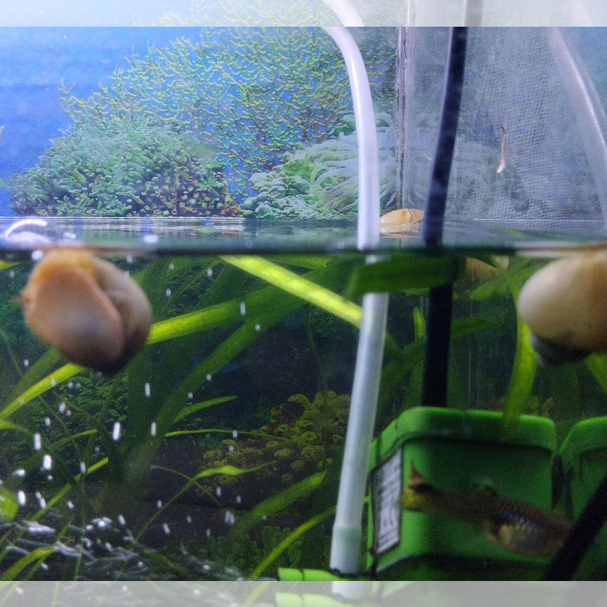 Улитки ампулярии