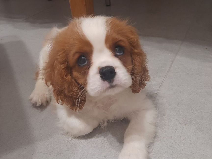 Кинг чарльз спаниель