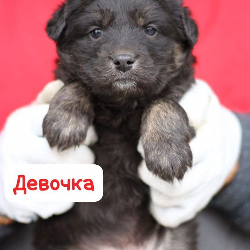 1 месяц щенок девочка
