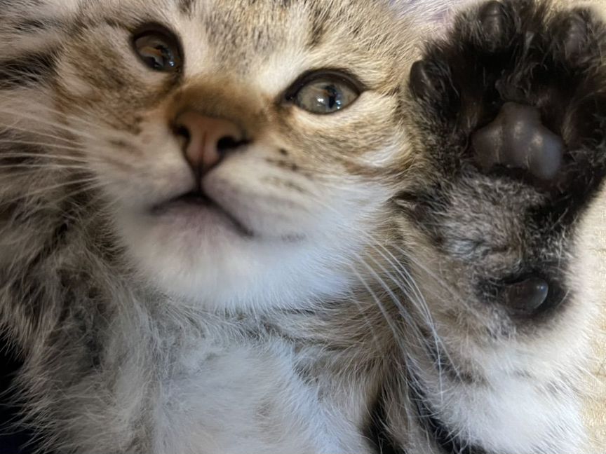 Кошка в дар бесплатно