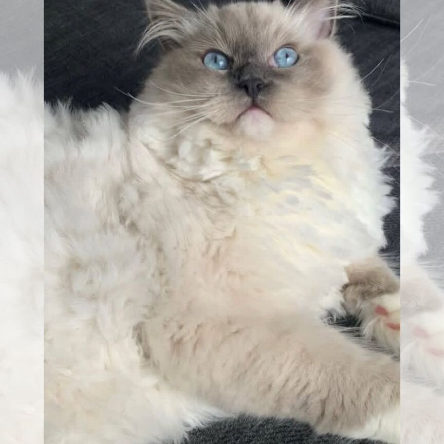 Кот Рэгдолл на Вязку