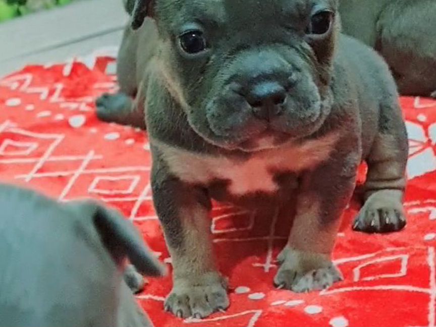 Американский булли покет щенки