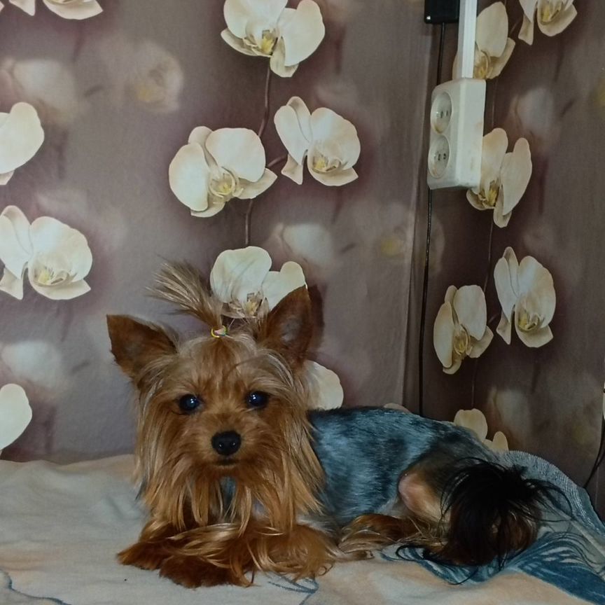 Йоркширский терьер мини