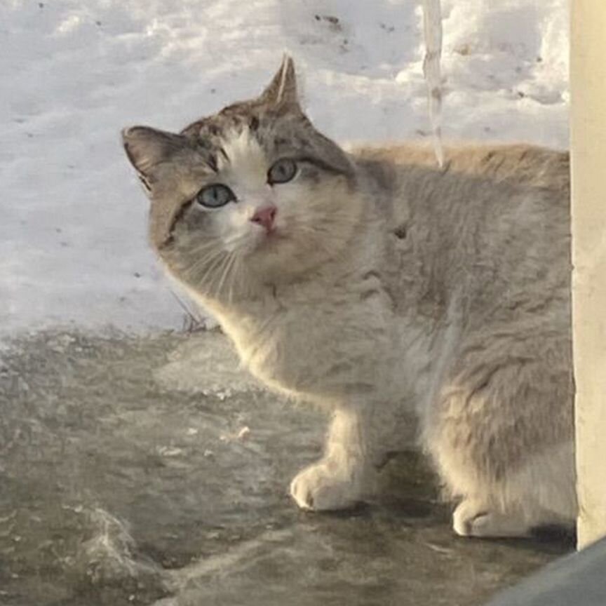 Котик в добрые руки
