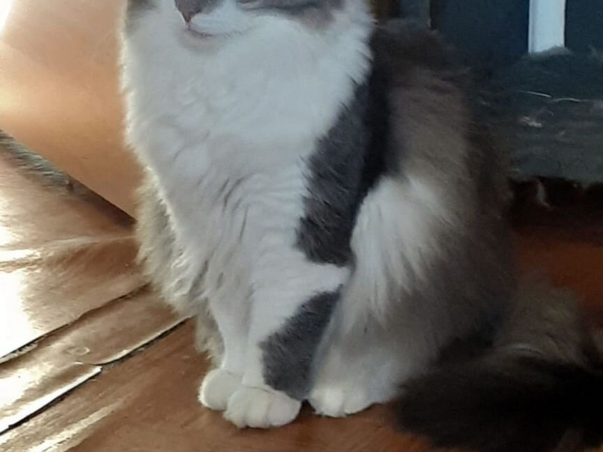 Спасите кота Пушу