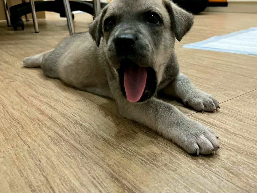 Щенок серо-палевого окраса как лабрадор