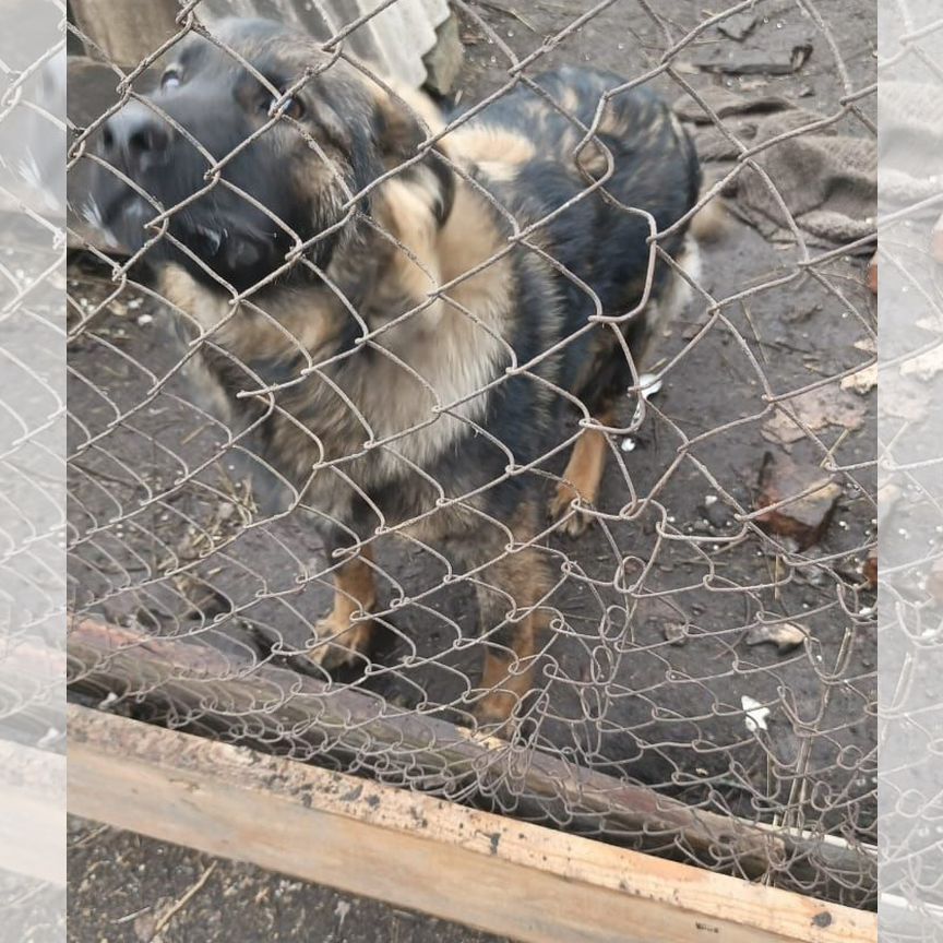 Немецкая овчарка, щенок