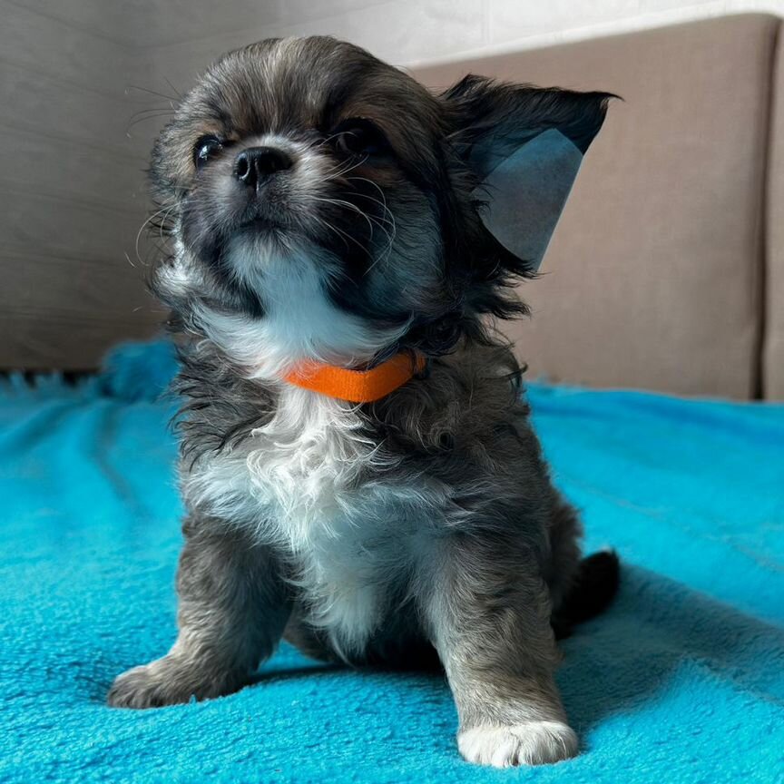 Чихуахуа щенок девочка