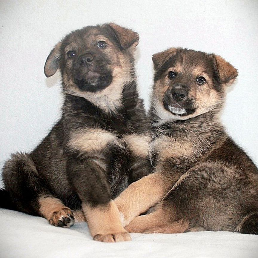 Если вам нужно пушистое счастье - тогда вам к нам