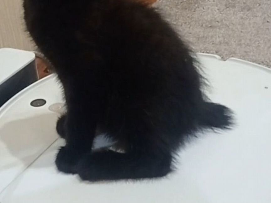 Котик, курильский бобтейл