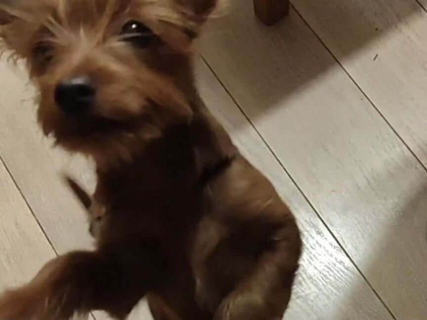 Потерялся щенок