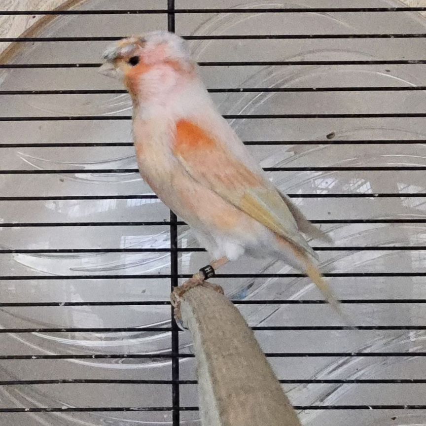 Канара и канарейки