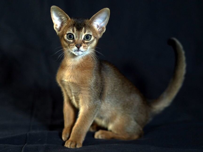 Абиссинский котенок-девочка